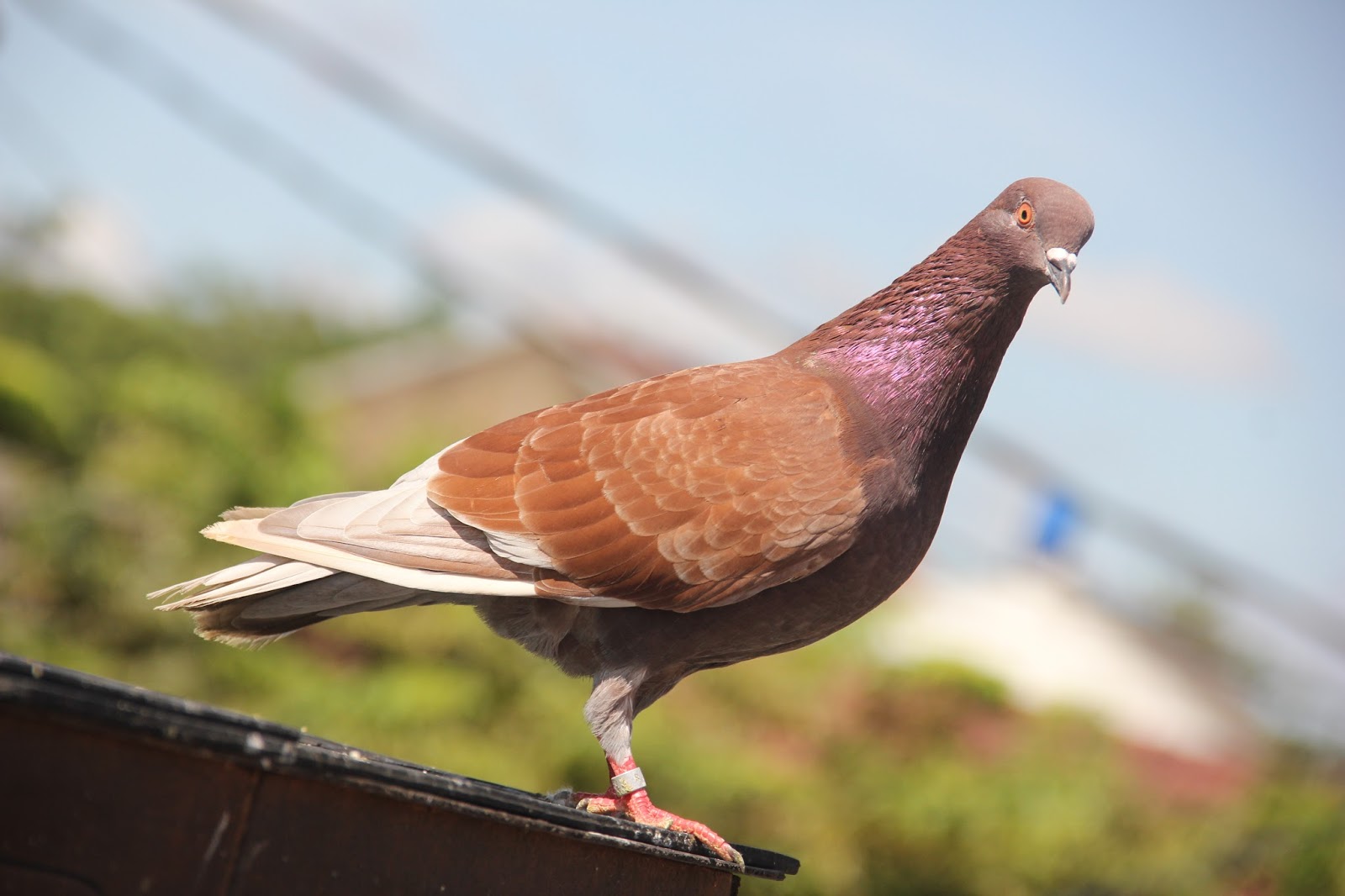 Tips Memberi Oat pada Burung Merpati Agar Tetap Fit dan Aktif ...