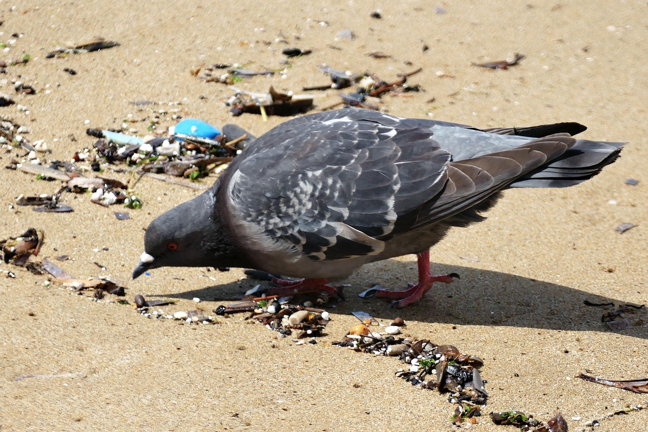 Pakan Grit: Rahasia Sehatnya Pencernaan Burung Merpati - Mengenal ...