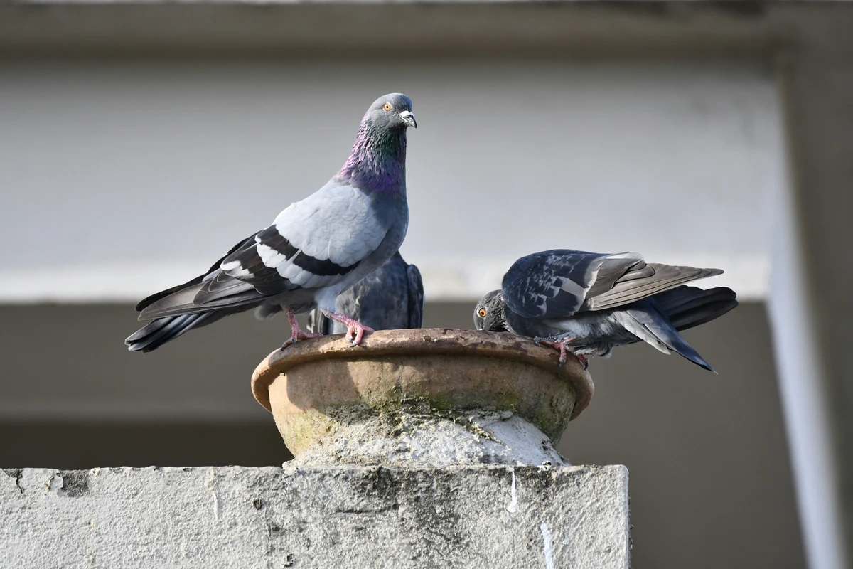 Kotoran Merpati adalah Pupuk Terbaik di Dunia - Mengenal Burung Merpati ...