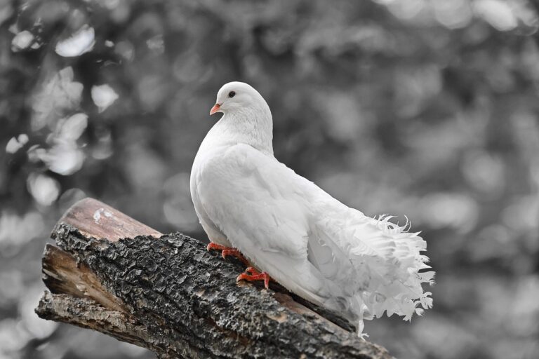 Kenali 15 Burung Merpati Terfavorit dan Karakteristiknya - Mengenal ...