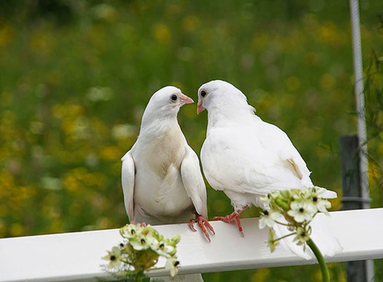 Burung Merpati, Simbol Cinta dan Kesetiaan - Mengenal Burung Merpati ...