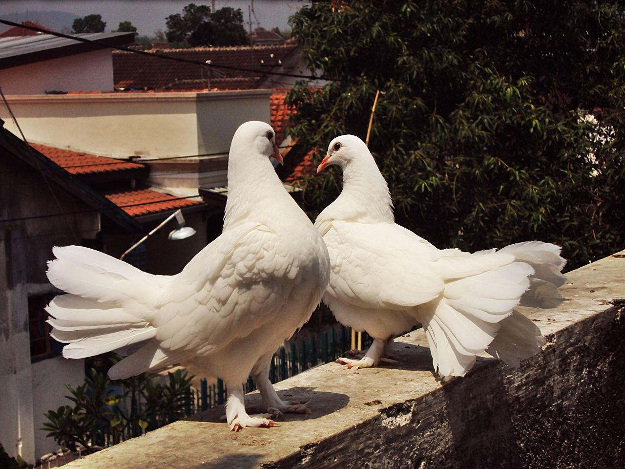 Mengenal Merpati Merak, Burung Hias Berbulu Eksotis - Mengenal Burung ...
