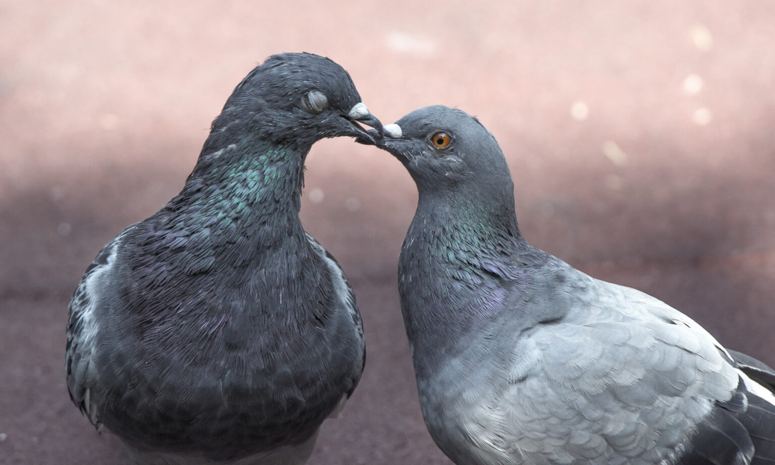 Rahasia Susu Tembolok, Nutrisi Unik untuk Anak Merpati - Mengenal ...