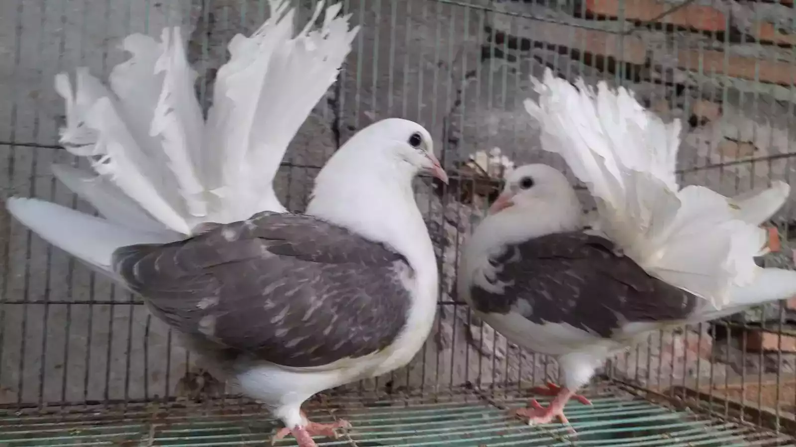 Keunikan Merpati Fantail dan Cara Memeliharanya - Mengenal Burung ...